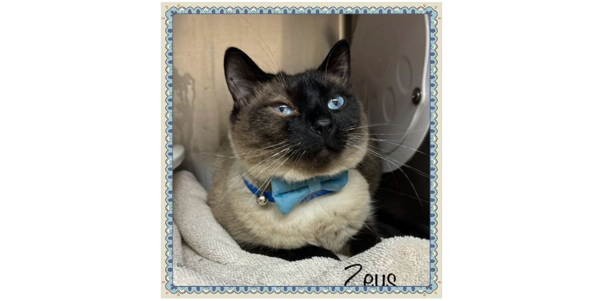 Cobb County Courier Cat of the Day: "My name is Zeus, and I shall rule ...
