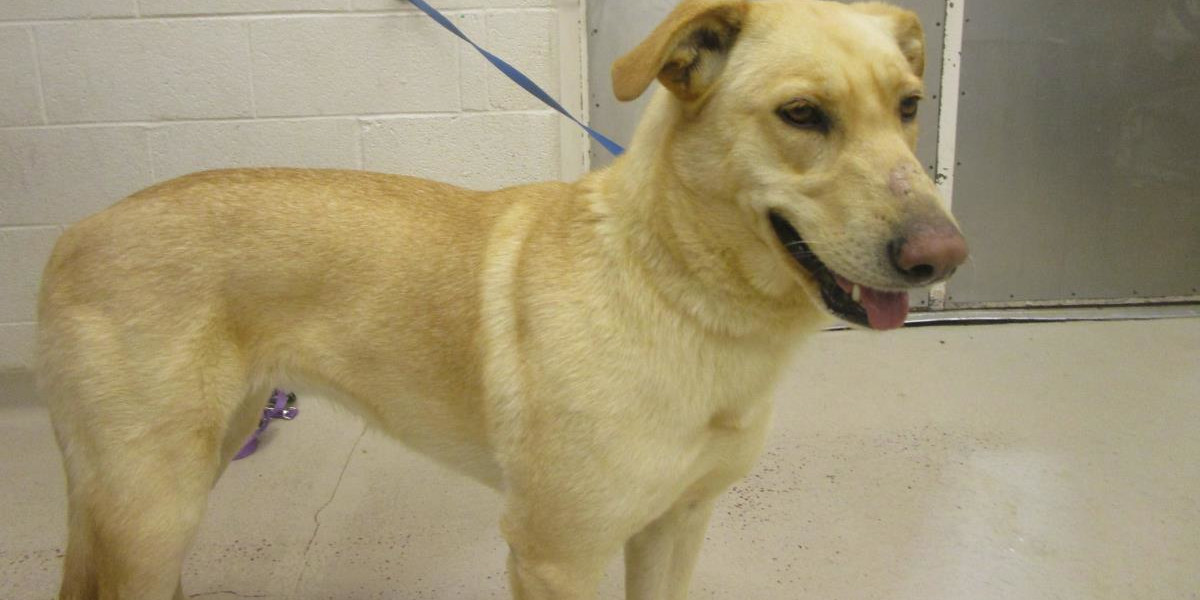 Cobb County Courier Dog of the Day: "I'm a happy dog, but I'll be even ...