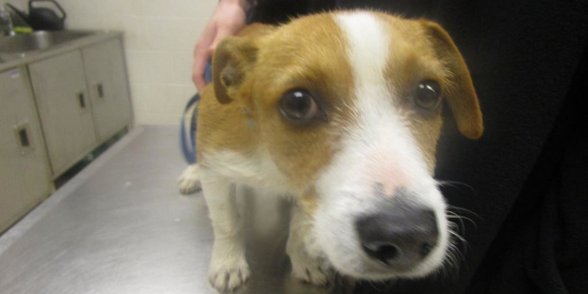 Cobb County Courier Dog of the Day: "Look very, very closely. You'll ...