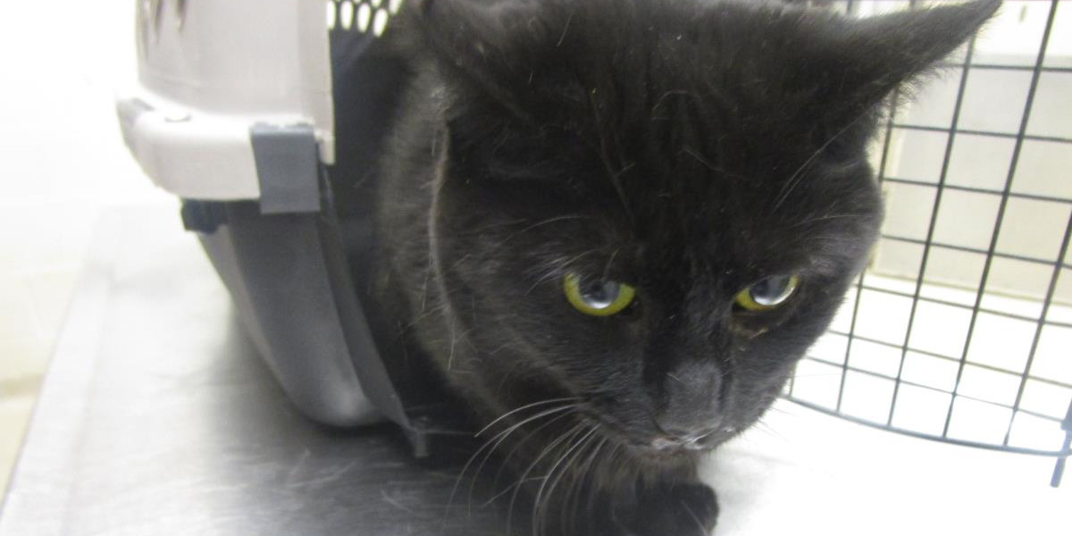 Cobb County Courier Cat of the Day: "My name is Shasta, and I'm ...