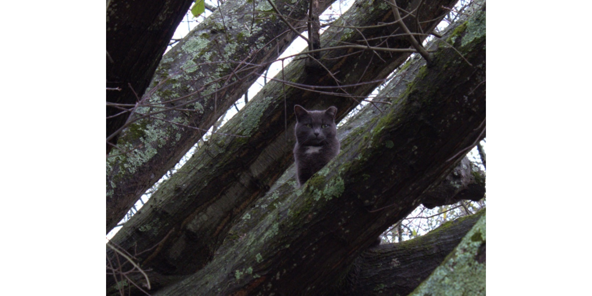 How can communities protect their cats from the dangers of freezing ...