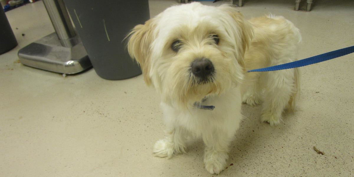 Cobb County Courier Dog of the Day: "You don't need a lot of room to ...