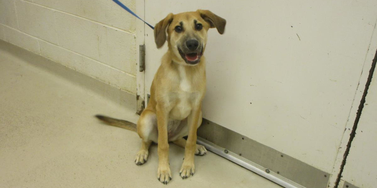 Cobb County Courier Dog of the Day: "I'm Macie. I'm a puppy, so I have ...