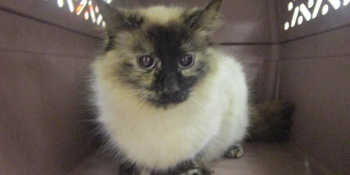 Cobb County Courier Cat of the Day: "I'm a very frightened kitty in ...