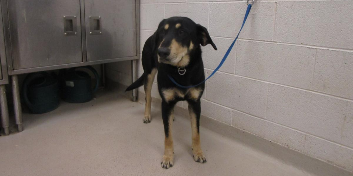 Cobb County Courier Dog of the Day: "I've been living on the street and ...