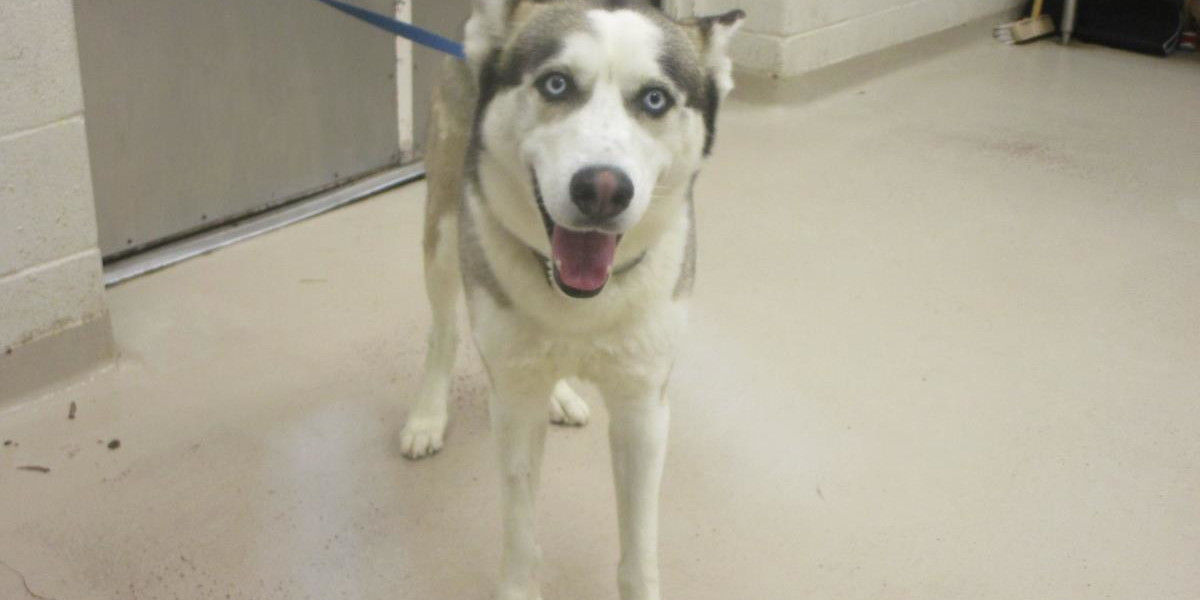 Cobb County Courier Dog of the Day: "My name is Diesel, and I'm a sweet ...