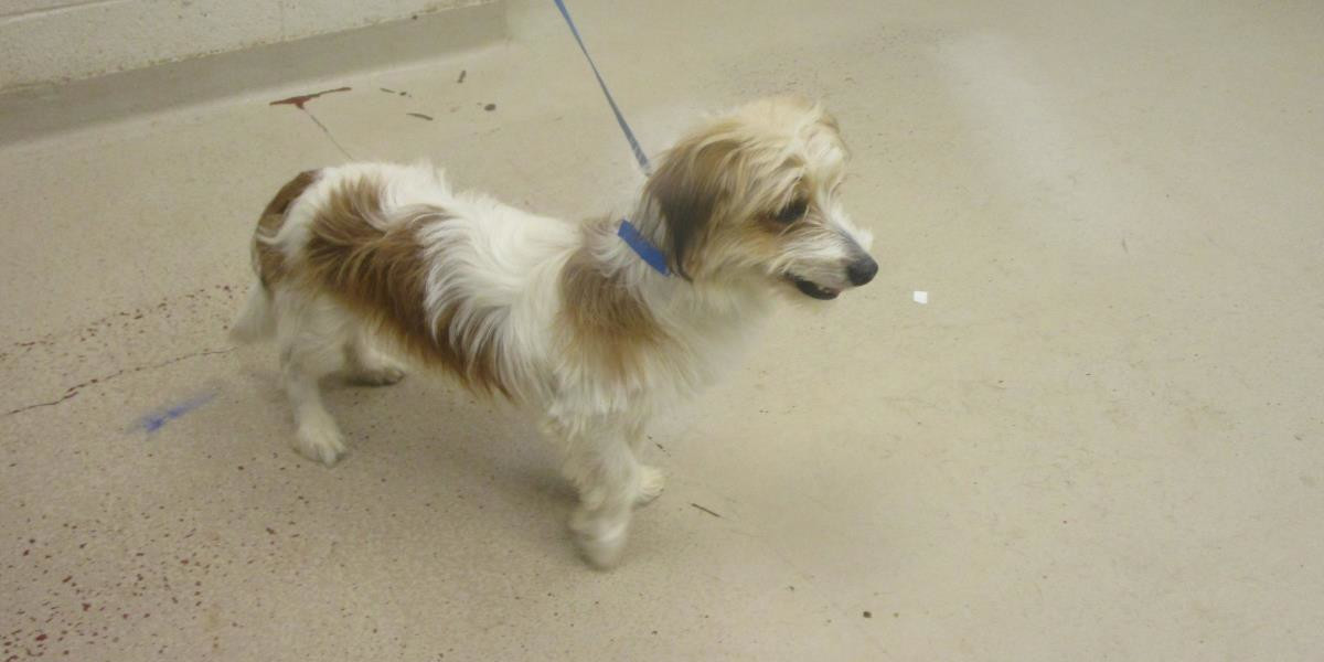 Cobb County Courier Dog of the Day: "I am a tiny fuzzy doggy who needs ...