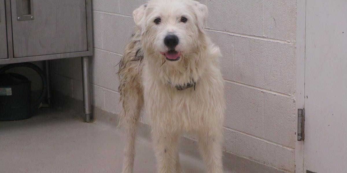 Cobb County Courier Dog of the Day: "I might be shaped a bit like a ...