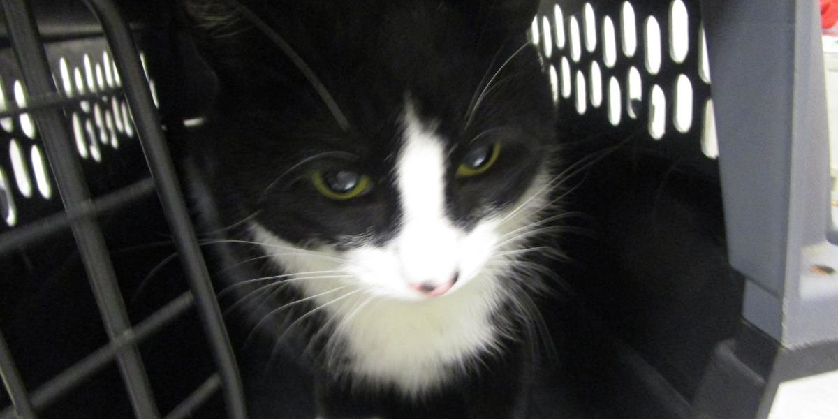 Cobb County Courier Cat of the Day: "I'm a bit temperamental so I need ...