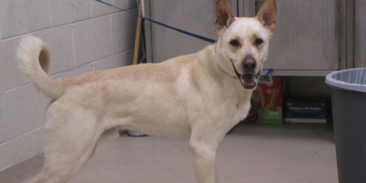 Cobb County Courier Dog of the Day: "I've been living on the street and ...