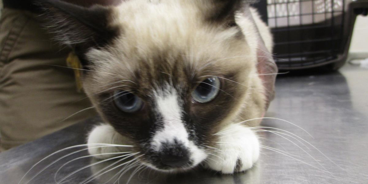 Cobb County Courier Cat of the Day: "Just lookit this face! Doesn't in ...