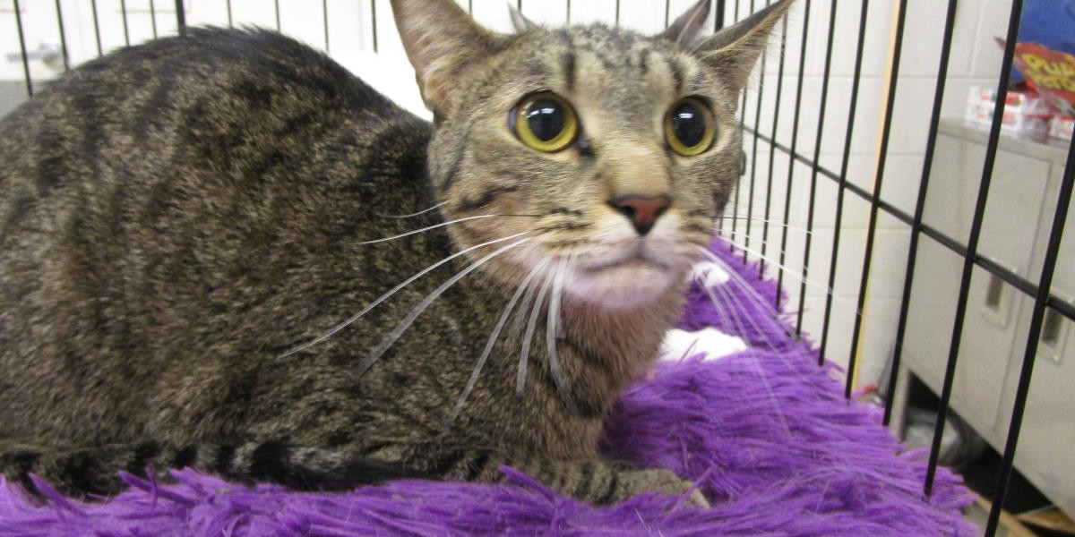 Cobb County Courier Cat of the Day: "My name is Snickers, and I'm every ...