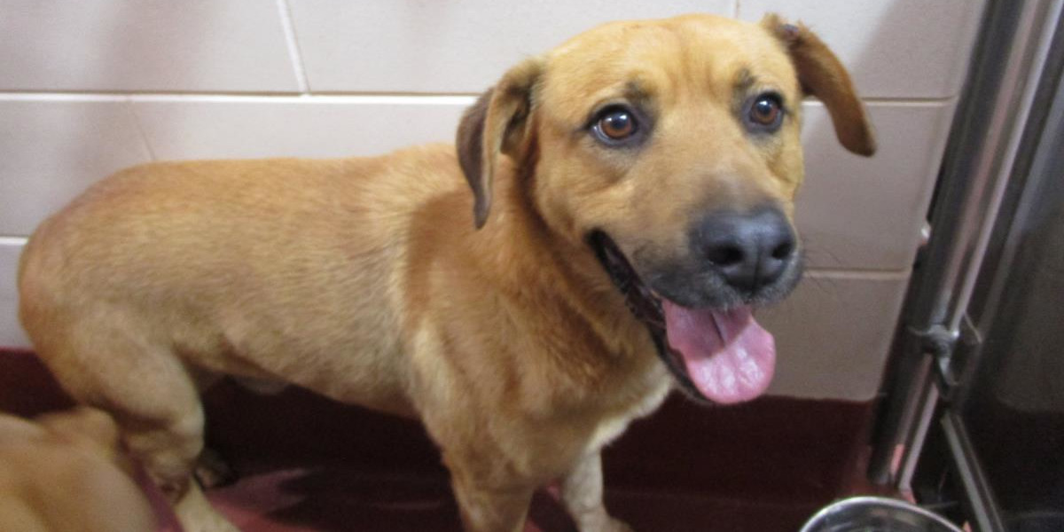 Cobb County Courier Dog of the Day: "I'm a shy doggy in need of a ...