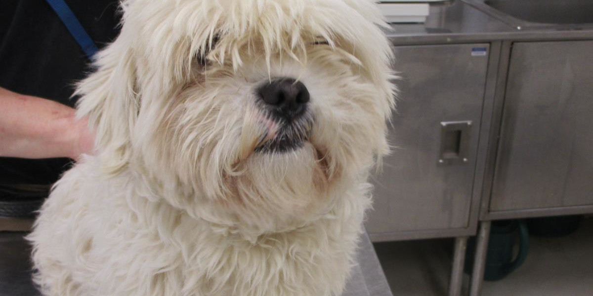 Cobb County Courier Dog of the Day: "I'm Ponky, and I'm a small hairy ...