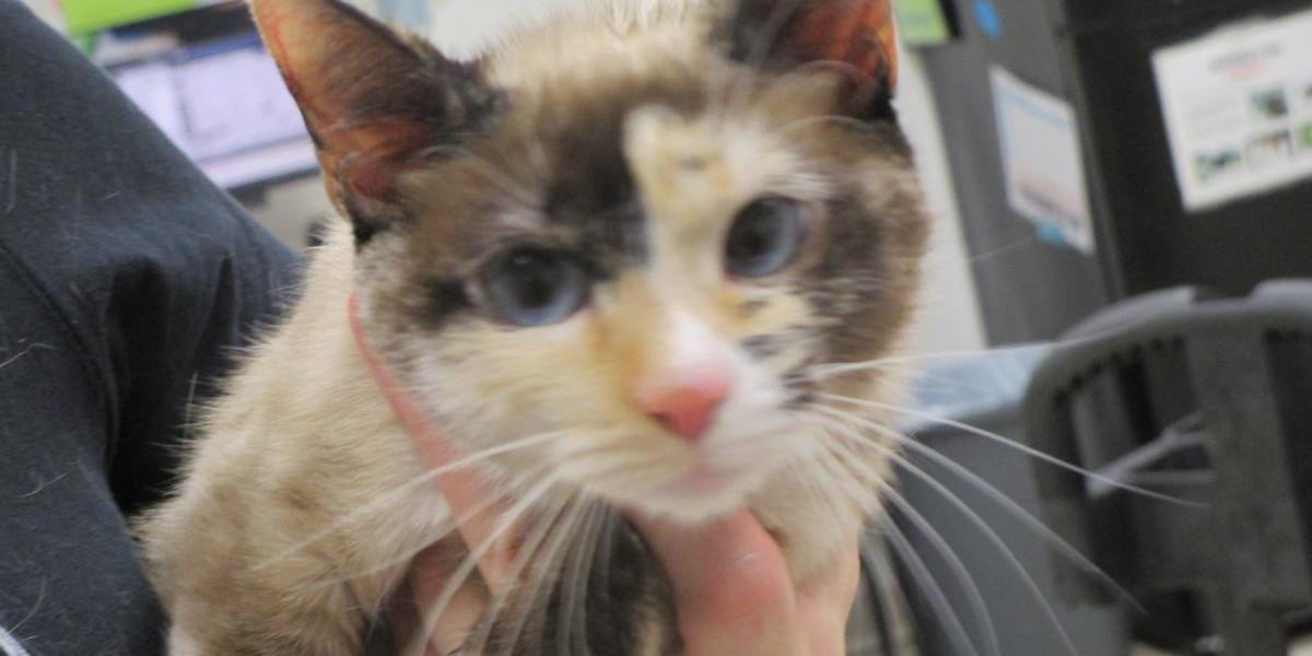 Cobb County Courier Cat of the Day: "I'm a whole rainbow of colors, and ...