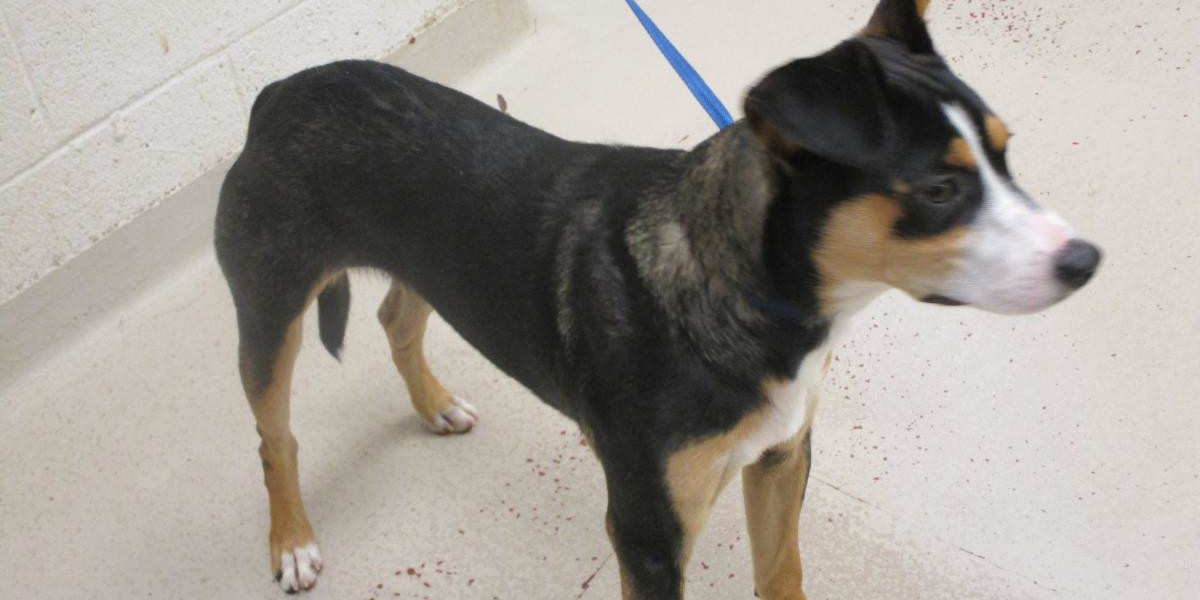 Cobb County Courier Dog of the Day: "I've been living on the street ...