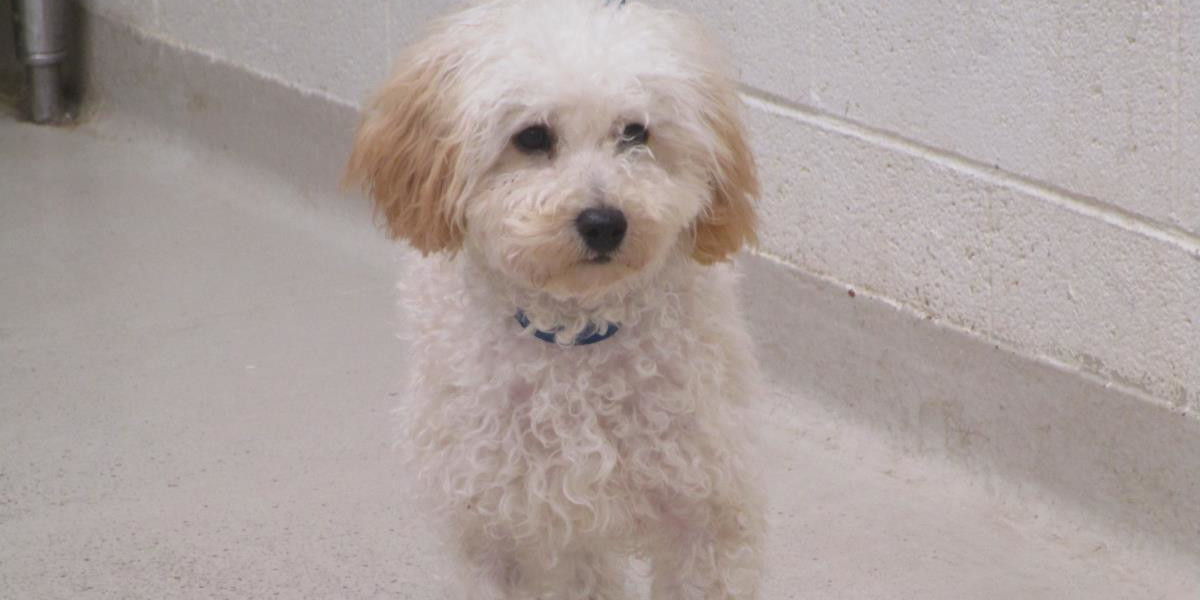 Cobb County Courier Dog of the Day: "You have to admit, I'd look cute ...