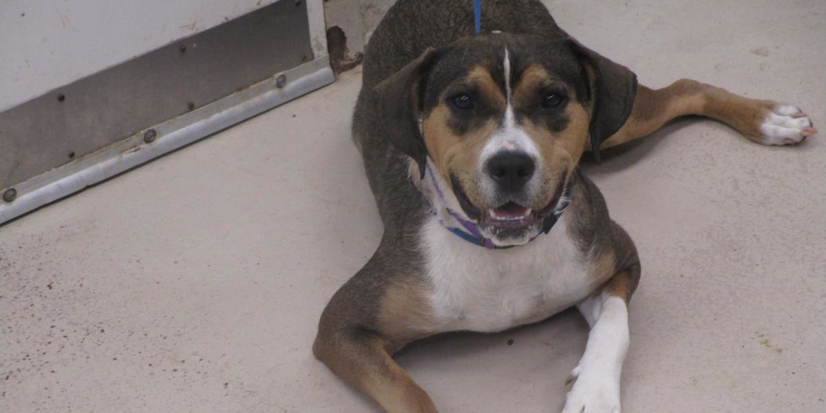 Cobb County Courier Dog of the Day: "My name is Serenity, and I'm a ...