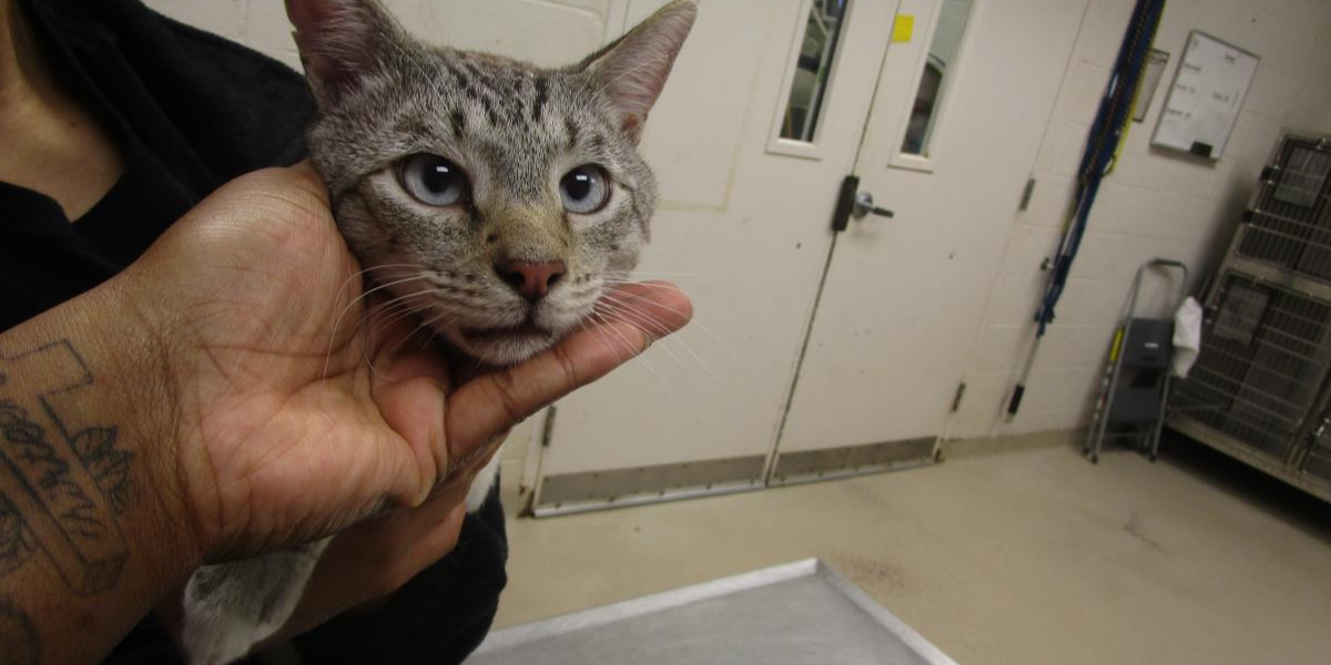 Cobb County Courier Cat of the Day: "Just look at this dignified face!" - Cobb Courier