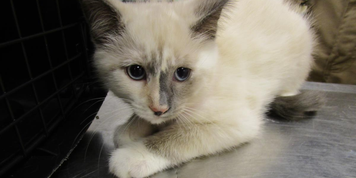 Cobb County Courier Cat of the Day: "I am a sweet little 3-pound kitty ...