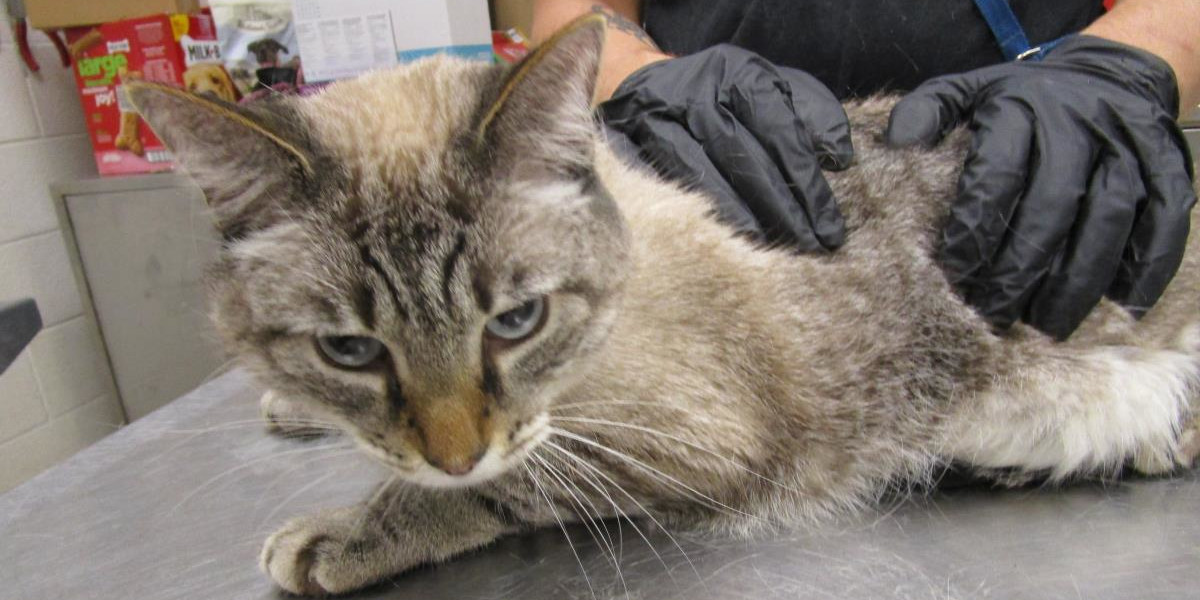 Cobb County Courier Cat of the Day: "My name is Pico, and I'm a big ...