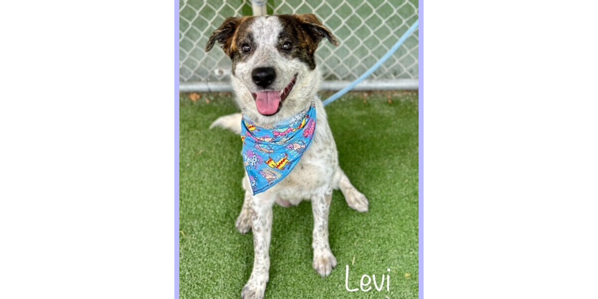 Cobb County Courier Dog of the Day: "My name is Levi, and I'm a happy ...