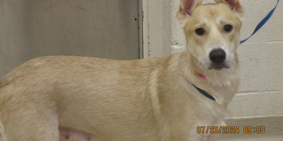 Cobb County Courier Dog of the Day: "I am a sweet, dignified doggy who ...