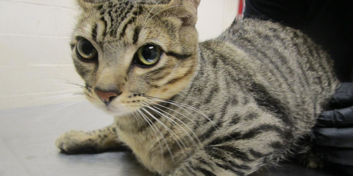 Cobb County Courier Cat of the Day: "My name is Bit, but I don't bite ...