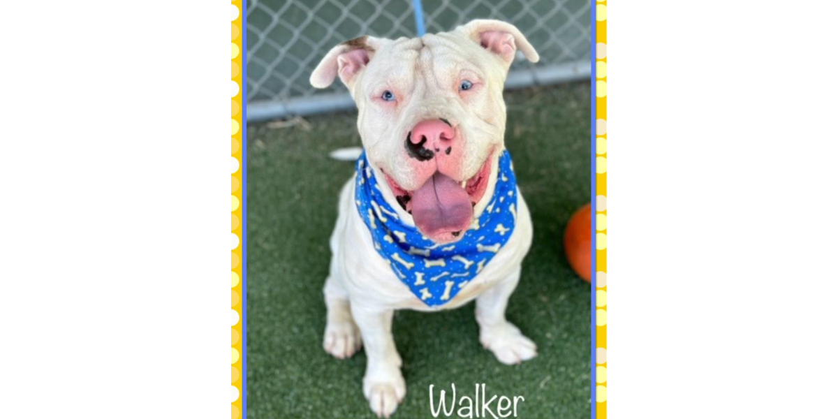 Cobb County Courier Dog of the Day: "My name is Walker. Adopt me and ...