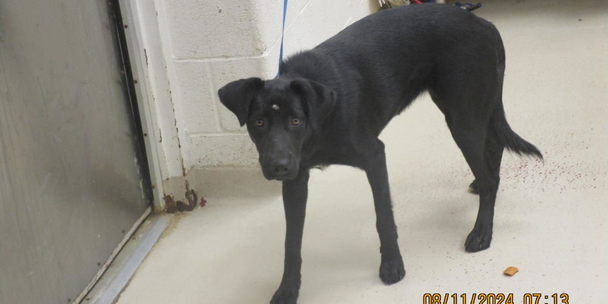 Cobb County Courier Dog of the Day: "I'm a shy doggy, so if you want to ...