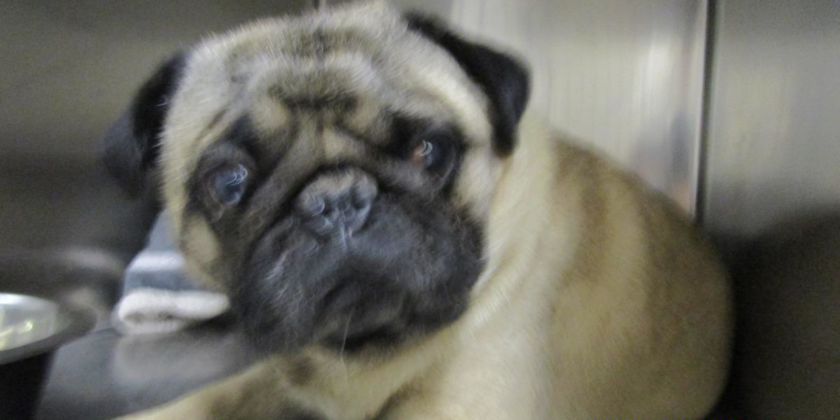Cobb County Courier Dog of the Day: "Am I not the cutest doggy you've ...