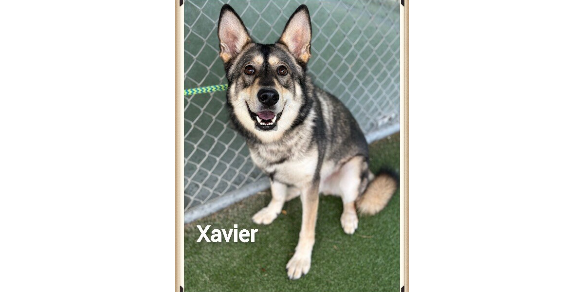 Cobb County Courier Dog of the Day: "I'm Xavier, a sweet happy dog who ...