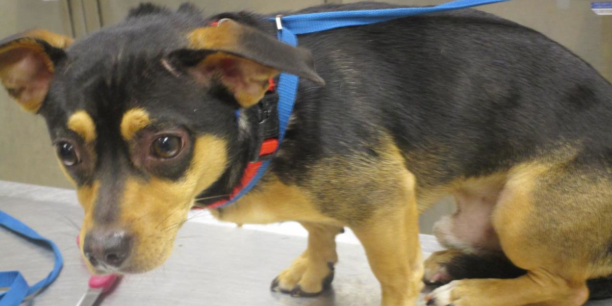 Cobb County Courier Dog of the Day: "My name is Duke, and I'm a shy ...