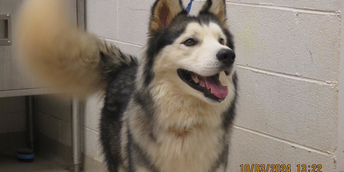 Cobb County Courier Dog of the Day: "My name is Cooper, and I'm ready ...