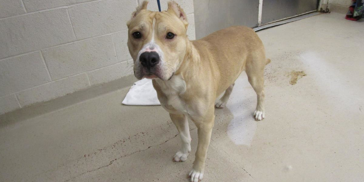 Cobb County Courier Dog of the Day: "I'm a sweet-tempered pit bull mix ...