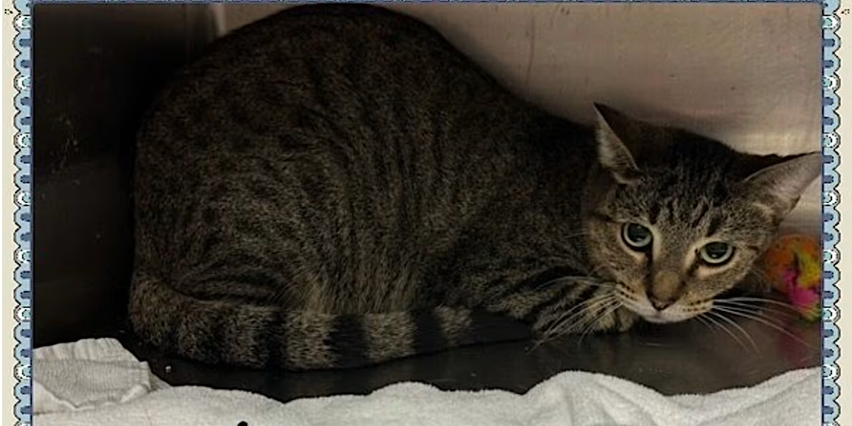 "My name is Inara, and I could sure use a loving home!" - Cobb Courier