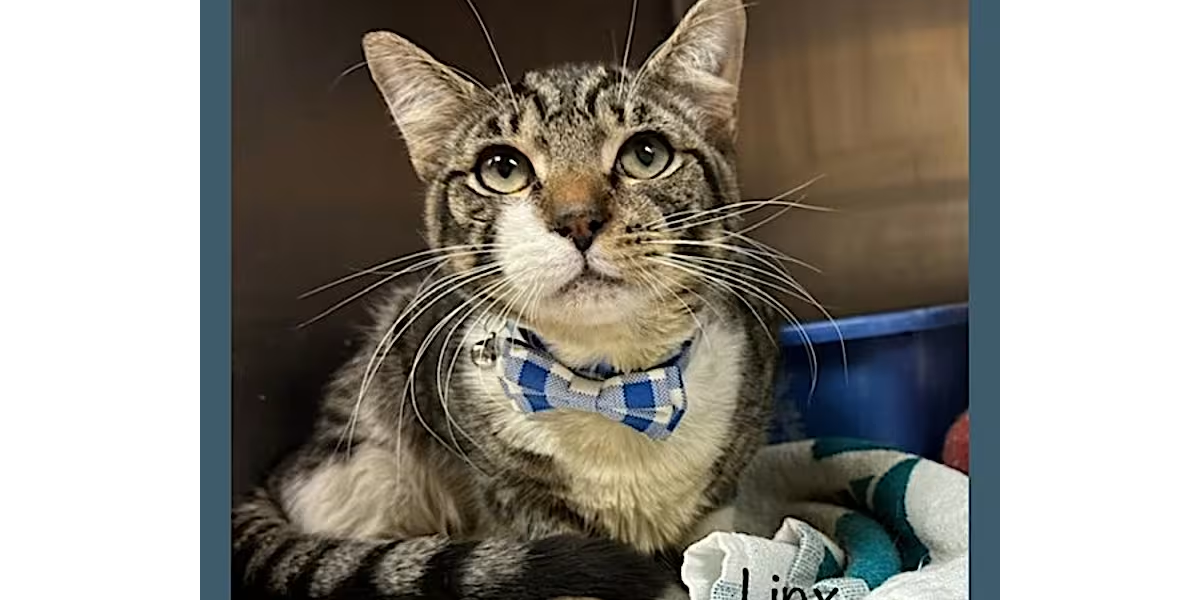 "My name is Linx, and I dressed up in this bow tie to go home with you ...
