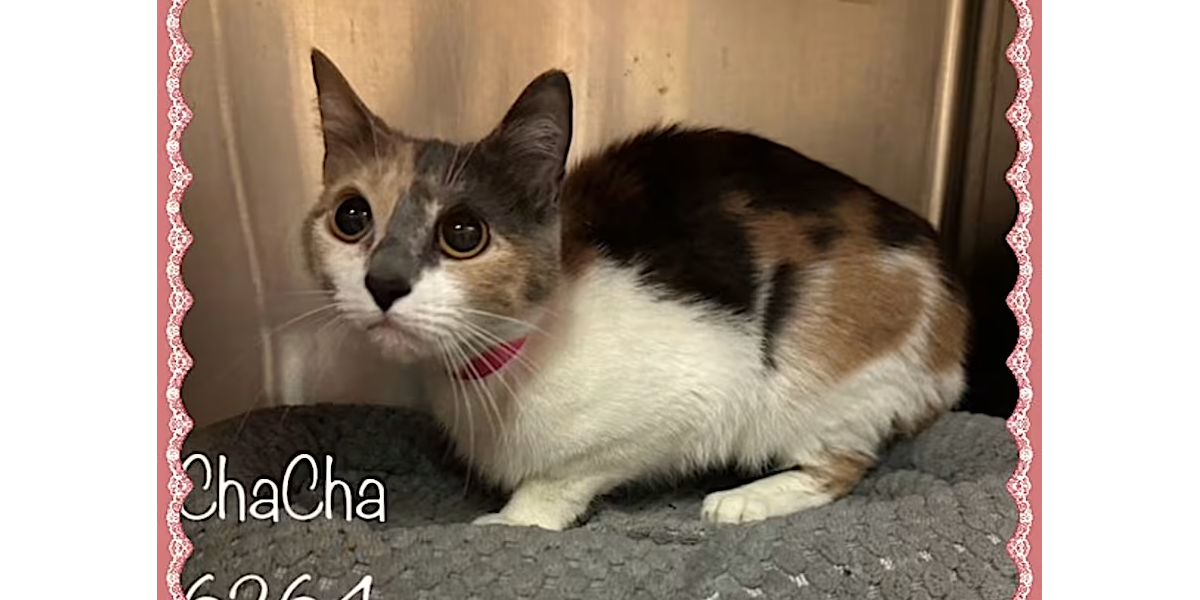 "My name is ChaCha, and I'm ready to dance to your home!" - Cobb Courier