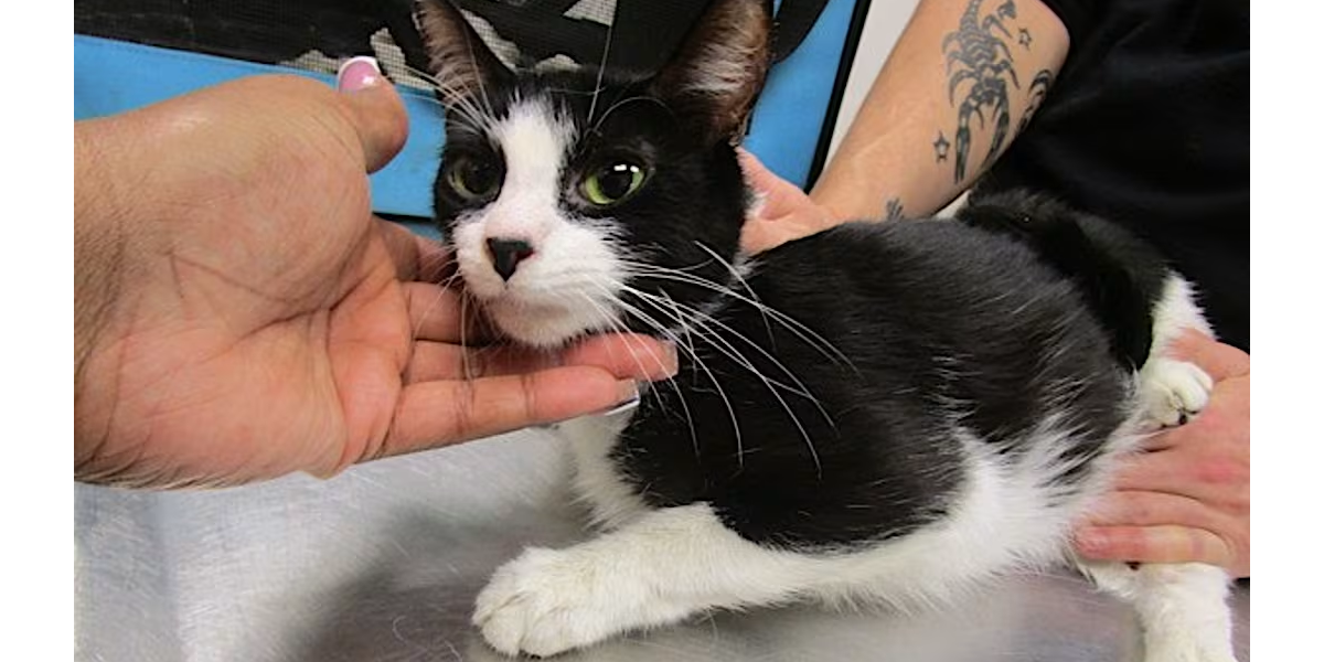 "I'm Seona, and I'm a one-year-old kitty looking forward to a forever ...