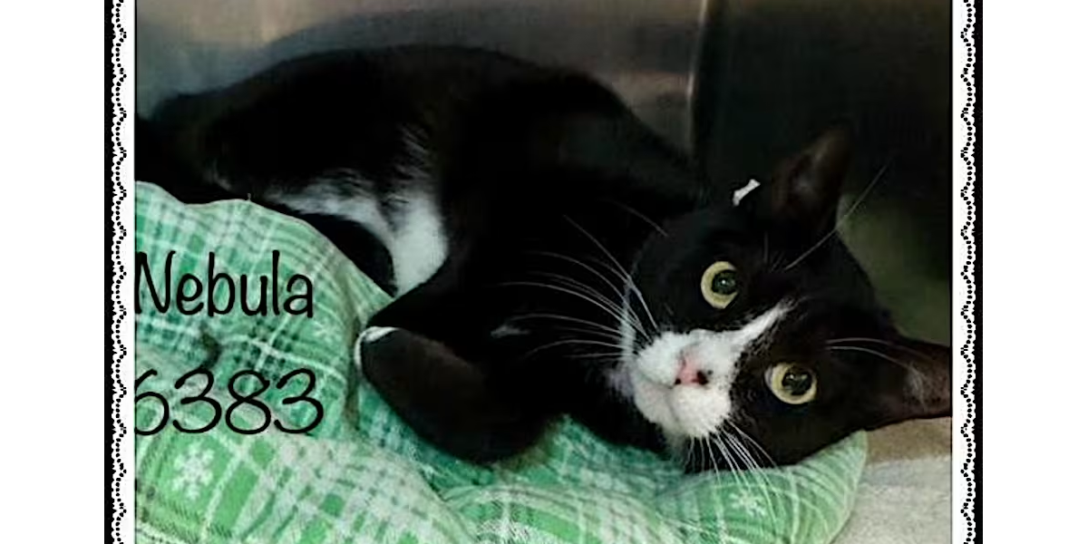 "I'm Nebula, and I'd be a stellar addition to your family!" - Cobb Courier