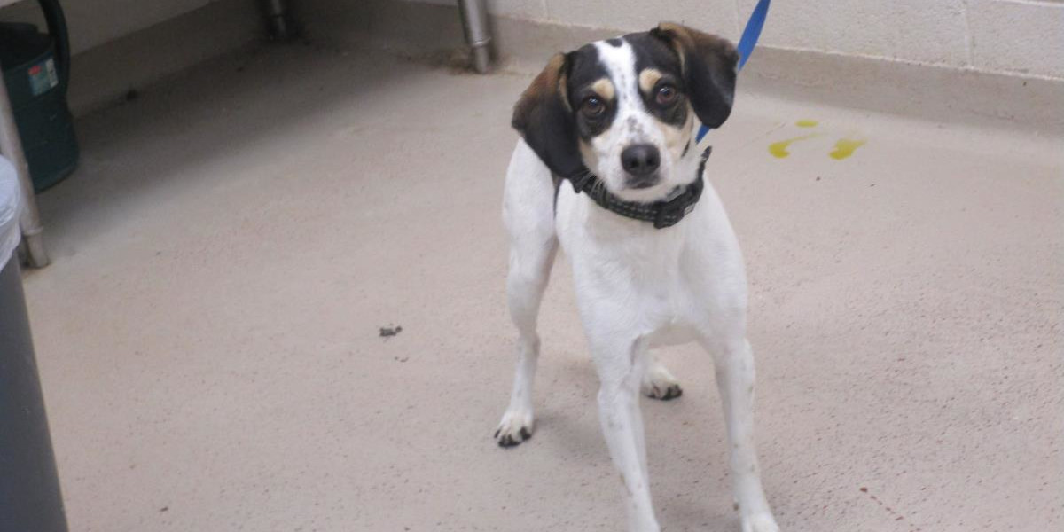 "I'm a cute tri-color mix dog straining at the leash to go home with ...