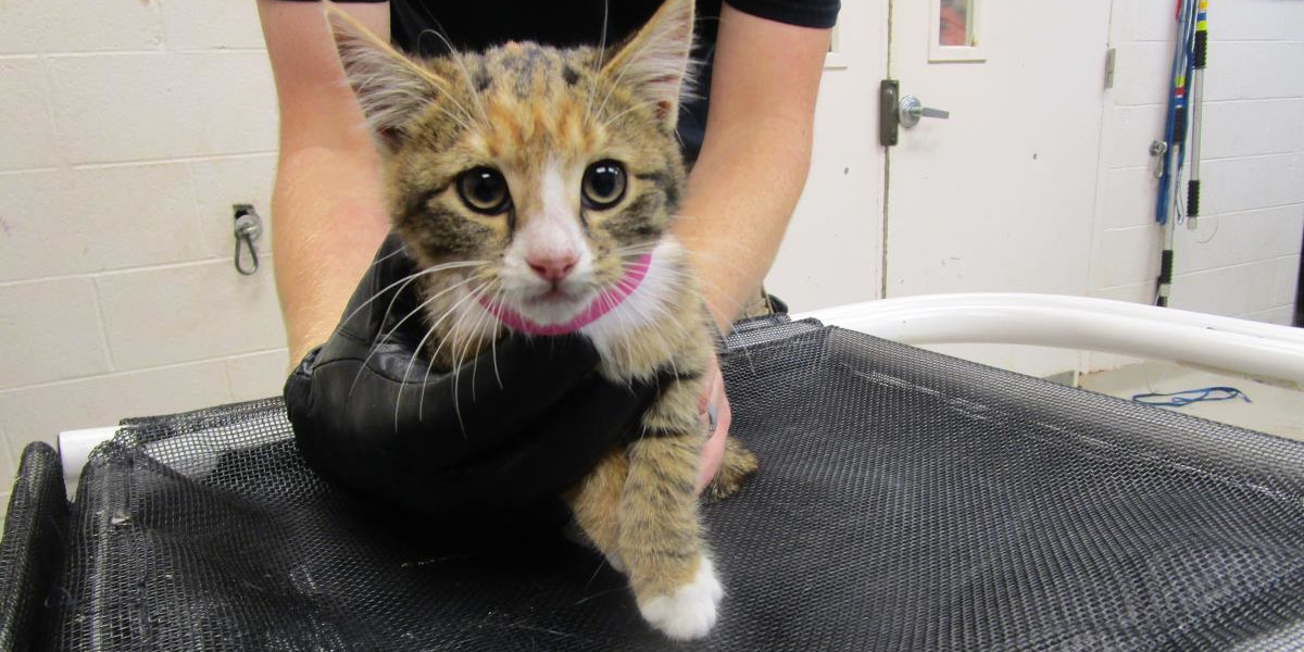 "I'm a confused little kitten, and I need a stable, loving forever home ...