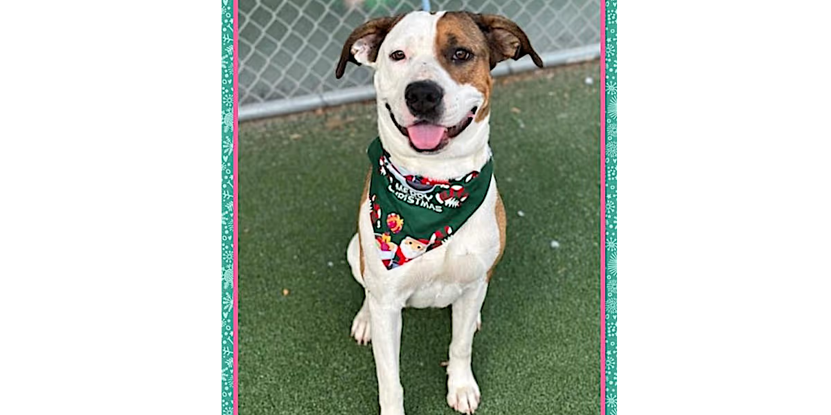 "I'm Henrietta, and I ain't nuthin' but a hound dog!" - Cobb Courier