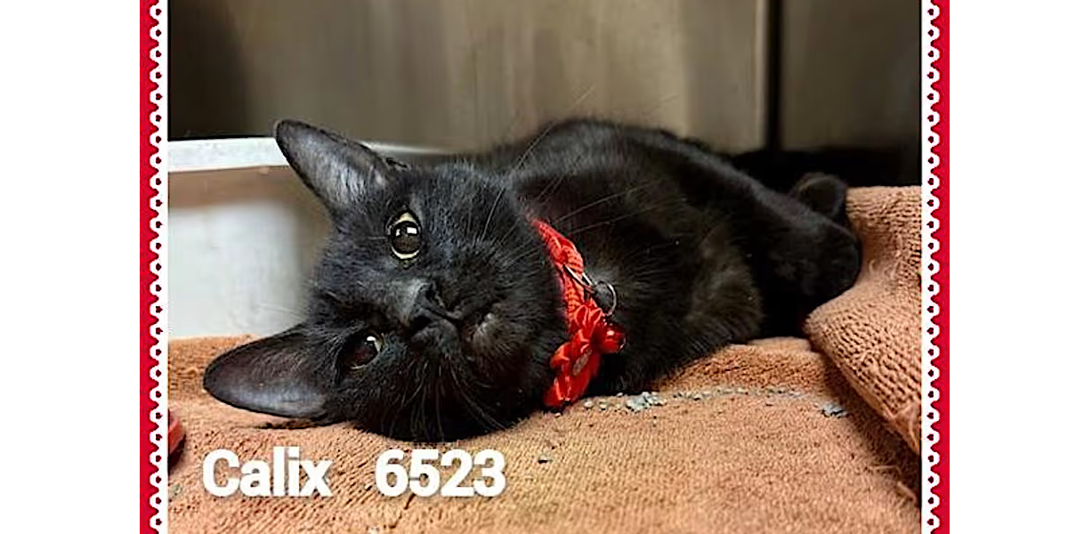 "My name is Calix, and I'd be happy to lounge around your house like ...