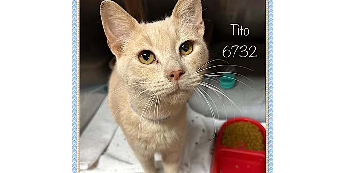 "My name is Tito, and don't I strike a dignified pose?" - Cobb Courier