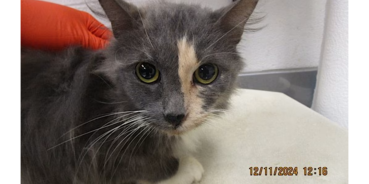 "I'm Khaleesi, and don't you think I have beautiful face markings ...