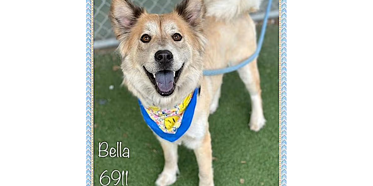 "My name is Bella, and I'm anxious to find a loving home!" - Cobb Courier