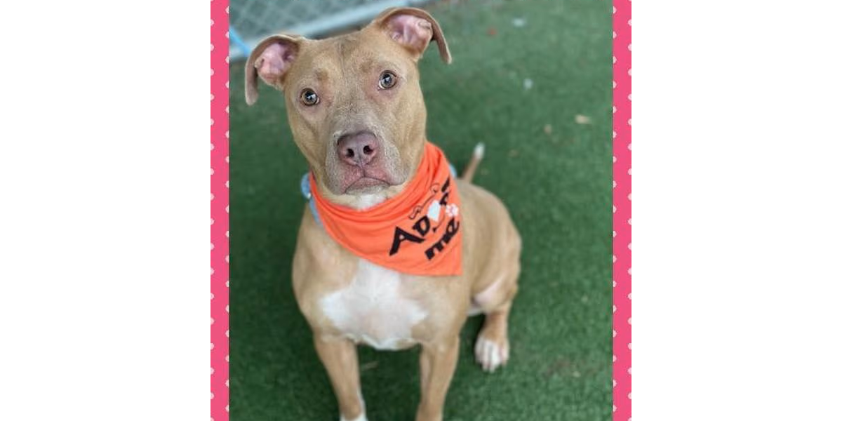 "My name is Galena, and I need a loving home!" - Cobb Courier