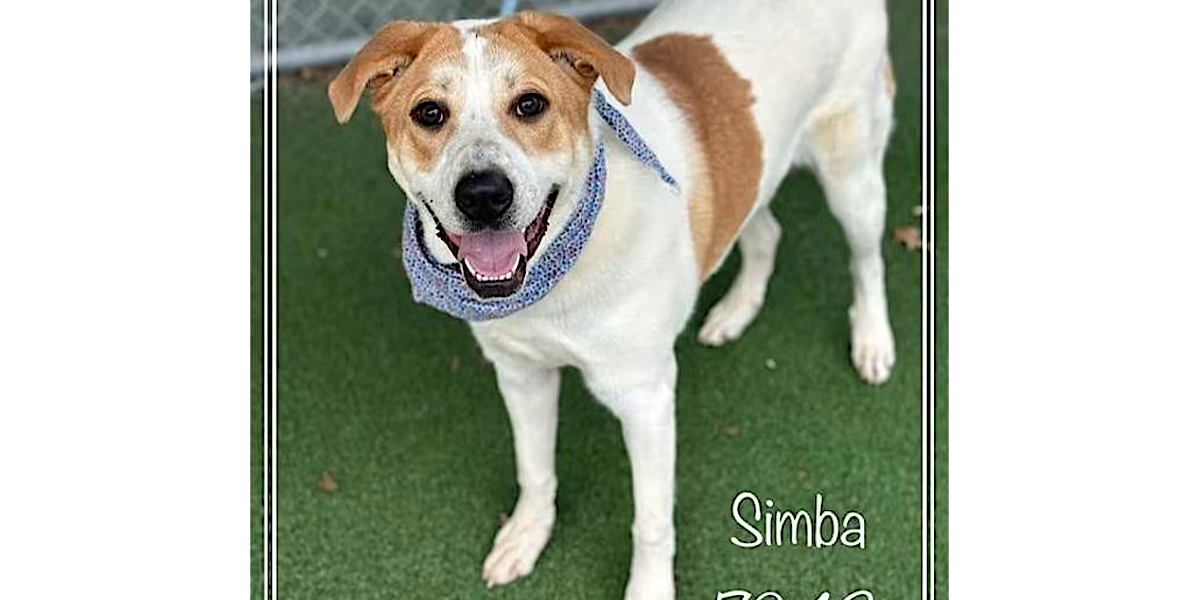 "I'm Simba, and I'm eager to find a loving family!" - Cobb Courier