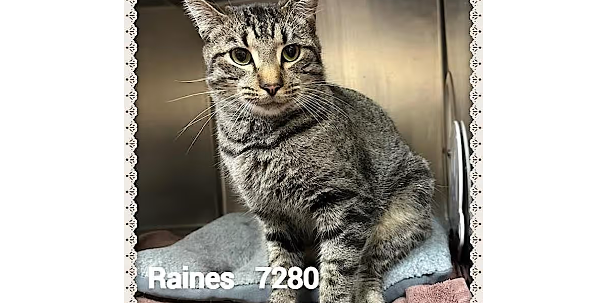 "My name is Raines, but every day with me will seem sunny!" - Cobb Courier